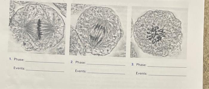 Solved 1. Phase: 2. Phase: 3. Phase: Events: Events: Events: | Chegg.com