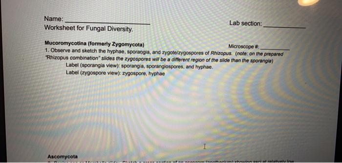 Solved Name: Lab section: Worksheet for Fungal Diversity. | Chegg.com Solved Name: Lab section: Worksheet for Fungal Diversity. | Chegg.com