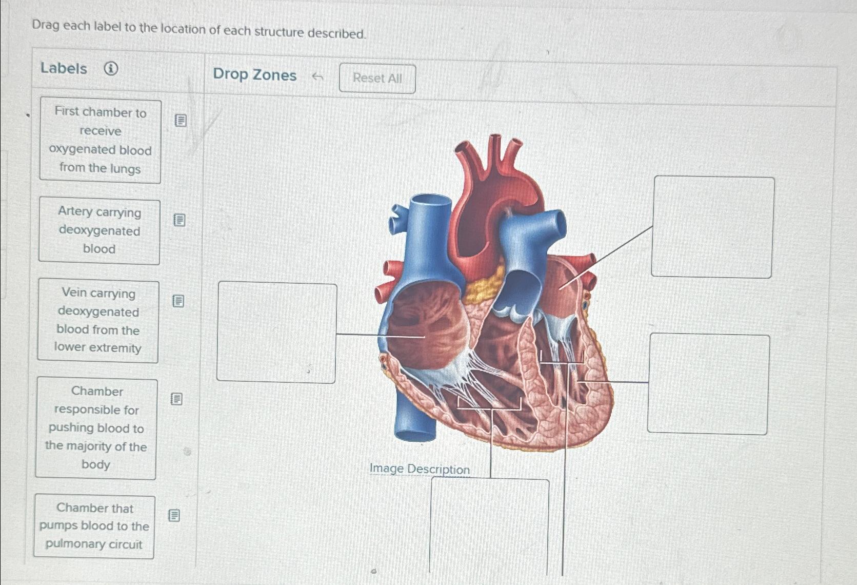 Solved Drag each label to the location of each structure | Chegg.com