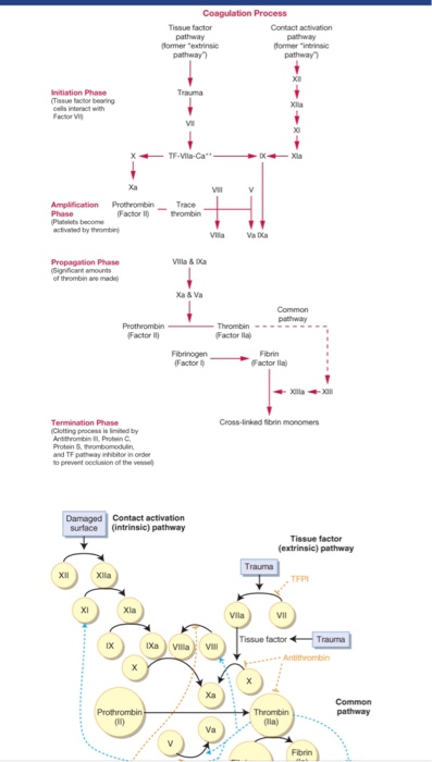 Solved Coagulation Process Coro formers pathway pathway | Chegg.com