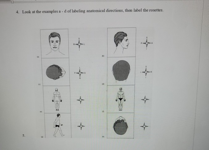 Solved 4 Look At The Examples Ad Of Labeling Anatomical Chegg solved-4-look-at-the-examples-ad-of-labeling-anatomical-chegg