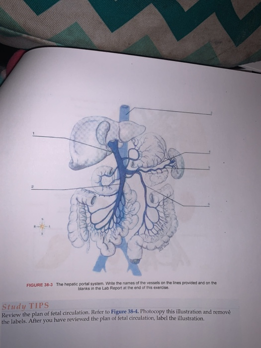 Solved FIGURE 38-3 The hepatic portal system. Write the | Chegg.com
