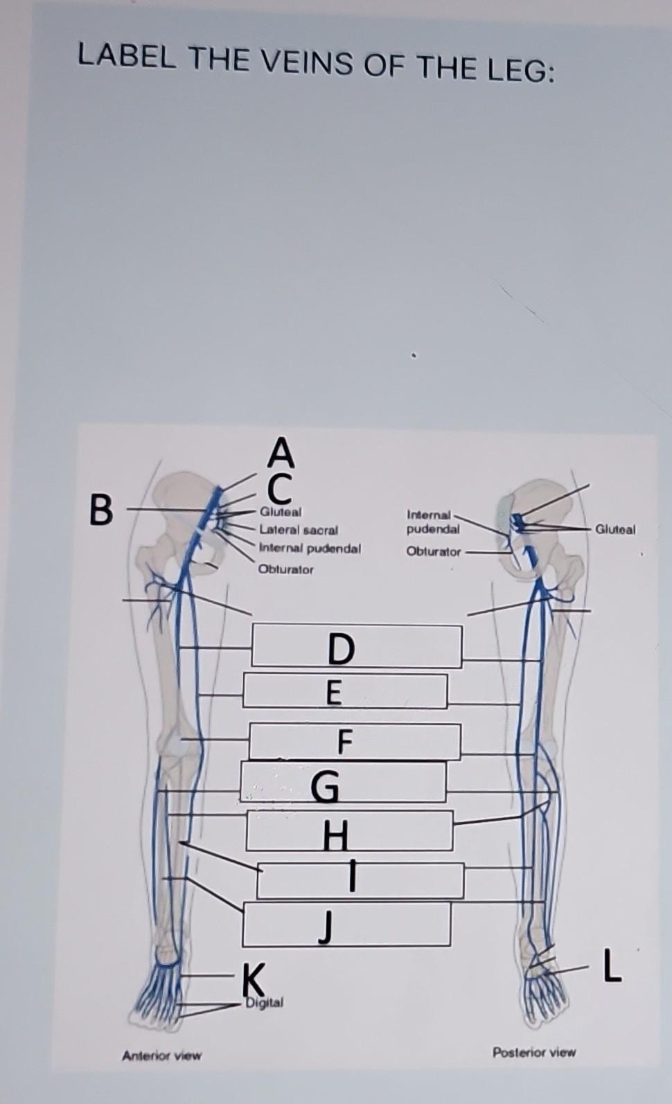 Solved LABEL THE VEINS OF THE LEG: FIBULAR V. GREAT | Chegg.com
