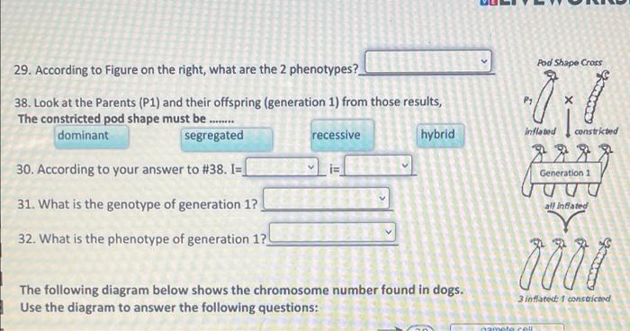 Solved Pod Shape Cross 29. According to Figure on the right, | Chegg.com