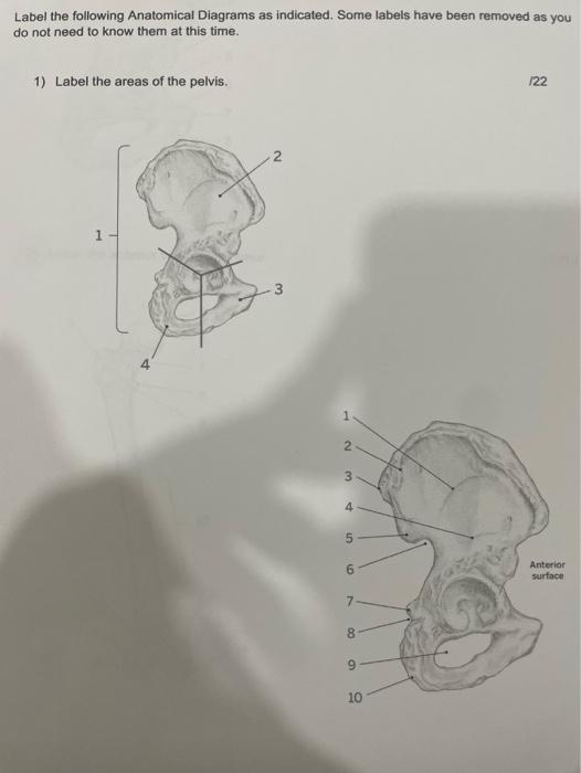 Solved Label the following Anatomical Diagrams as indicated. | Chegg.com