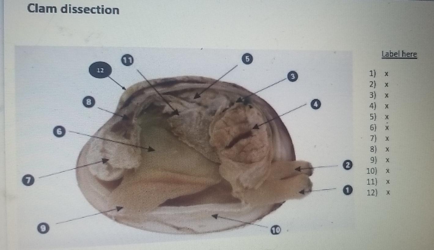 Solved Clam dissection Labelhere 1) X in 2) X 3) X 6 5) X 7 | Chegg.com