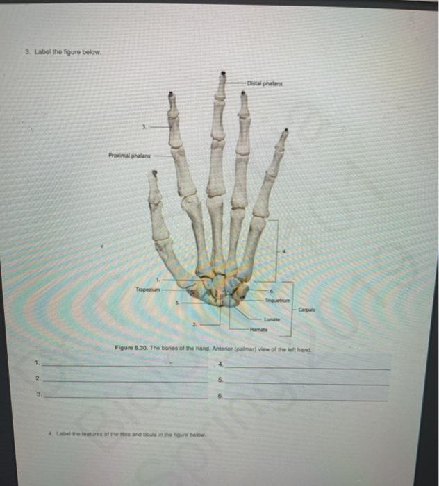 08 Skeletal System: The Appendicular Skeleton Lab 8 - | Chegg.com