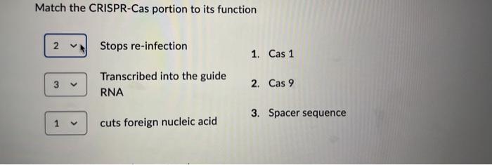 Solved Match the CRISPR-Cas portion to its function Stops | Chegg.com