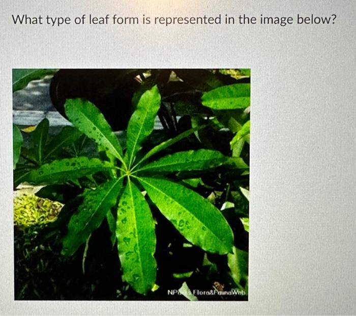 Solved What type of leaf form is represented in the image | Chegg.com