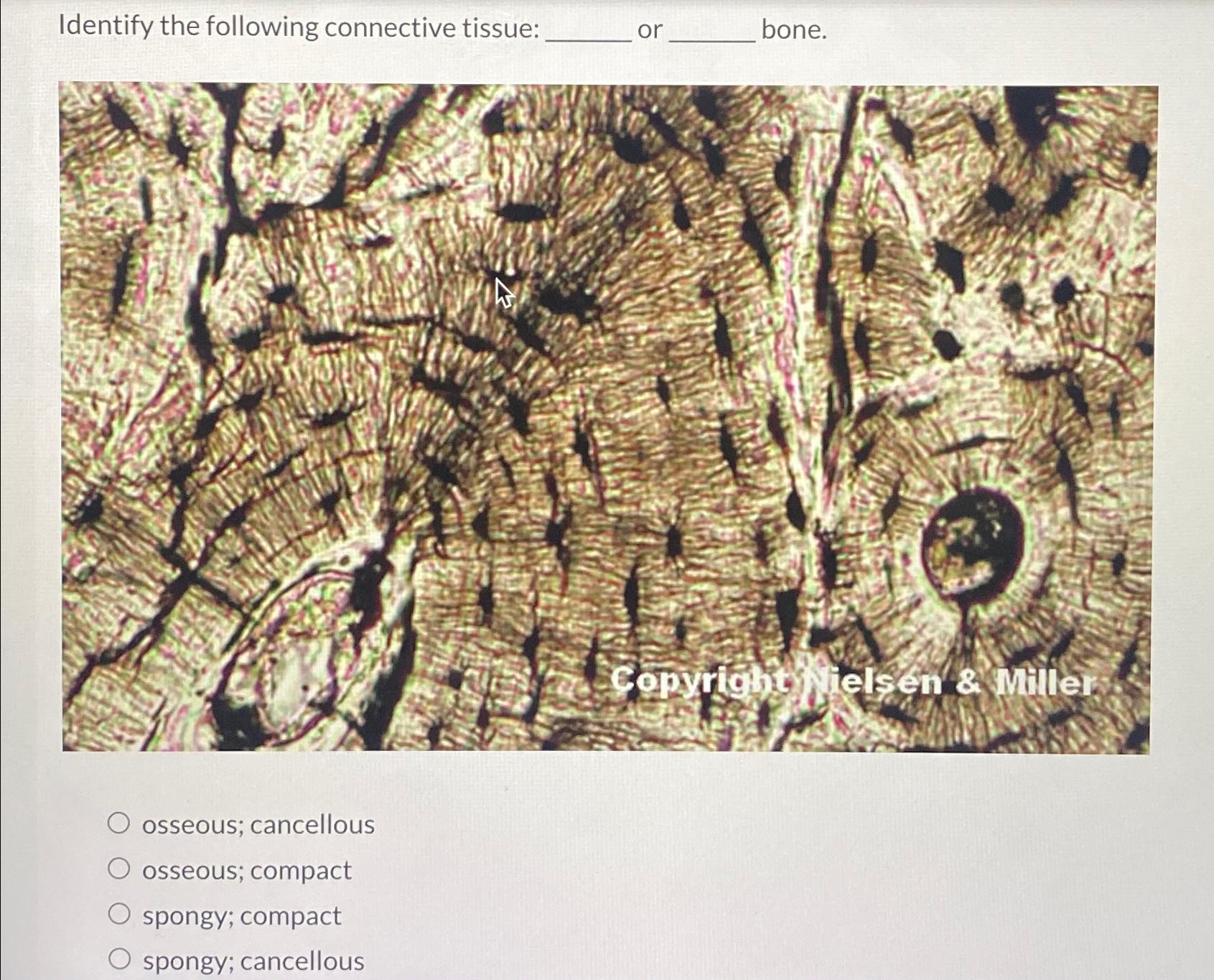 Solved Identify the following connective | Chegg.com