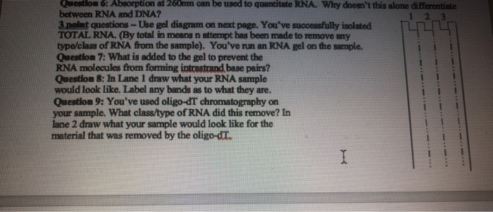 Solved Question 6: Absorption at 260nm can be used to | Chegg.com