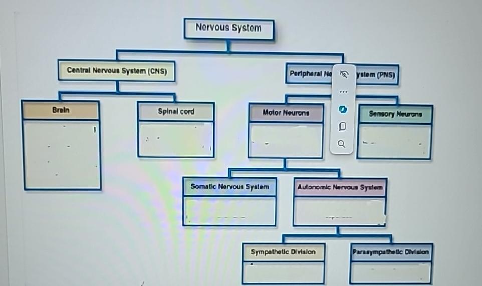 Solved Central Nervous System (CNS)BrainSplnal cordNorvous | Chegg.com