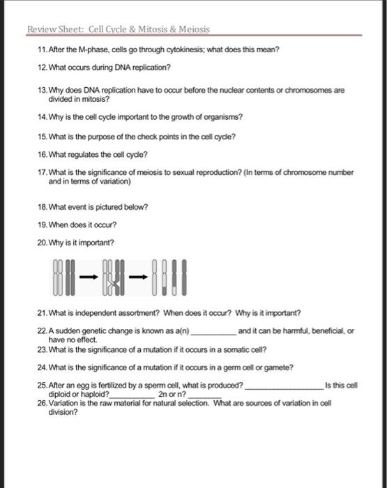 Solved Review Sheet: Cell Cycle & Mitosis & Meiosis 1. Why | Chegg.com