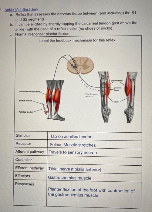 Solved Ankle (Achilles) Jerk a. Reflex that assesses the | Chegg.com