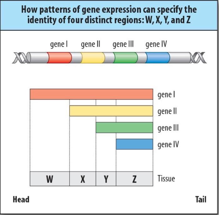 Consider the diagram below.a. What genes are these | Chegg.com