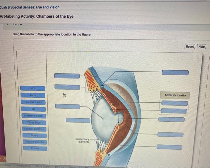 Solved Lab 8 Special Senses: Eye and Vision Art-labeling | Chegg.com