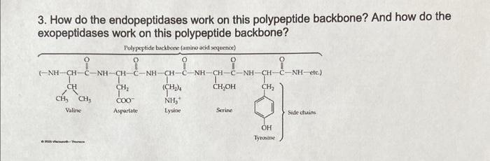 Solved 3. How do the endopeptidases work on this polypeptide | Chegg.com