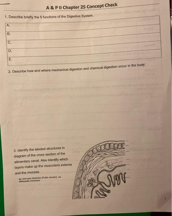 Solved A&PII Chapter 25 Concept Check 1. Describe briefly | Chegg.com
