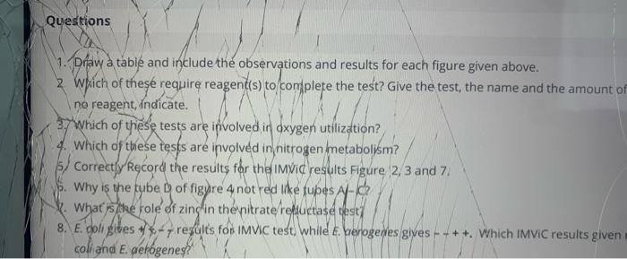 Solved IMVIC Test - Organism A Urease Test E. coli P. | Chegg.com