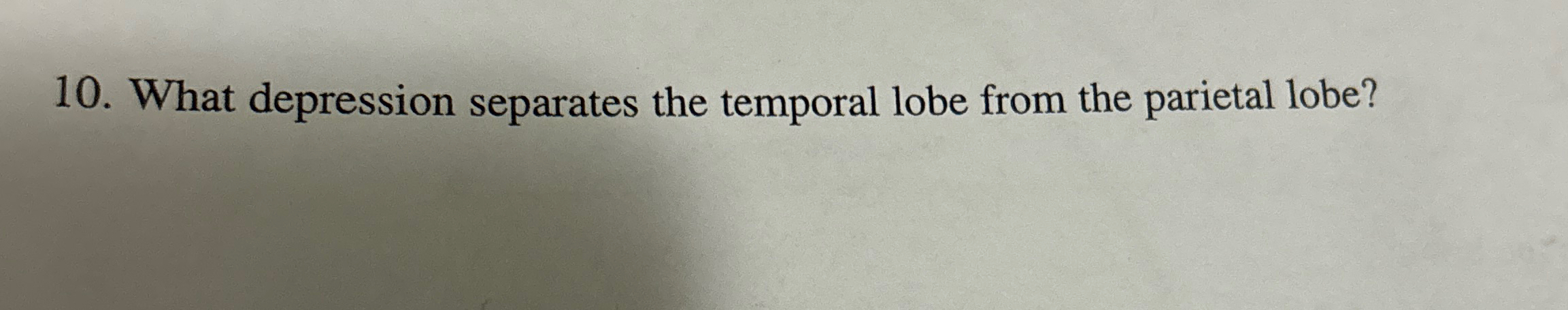 Solved What depression separates the temporal lobe from the | Chegg.com