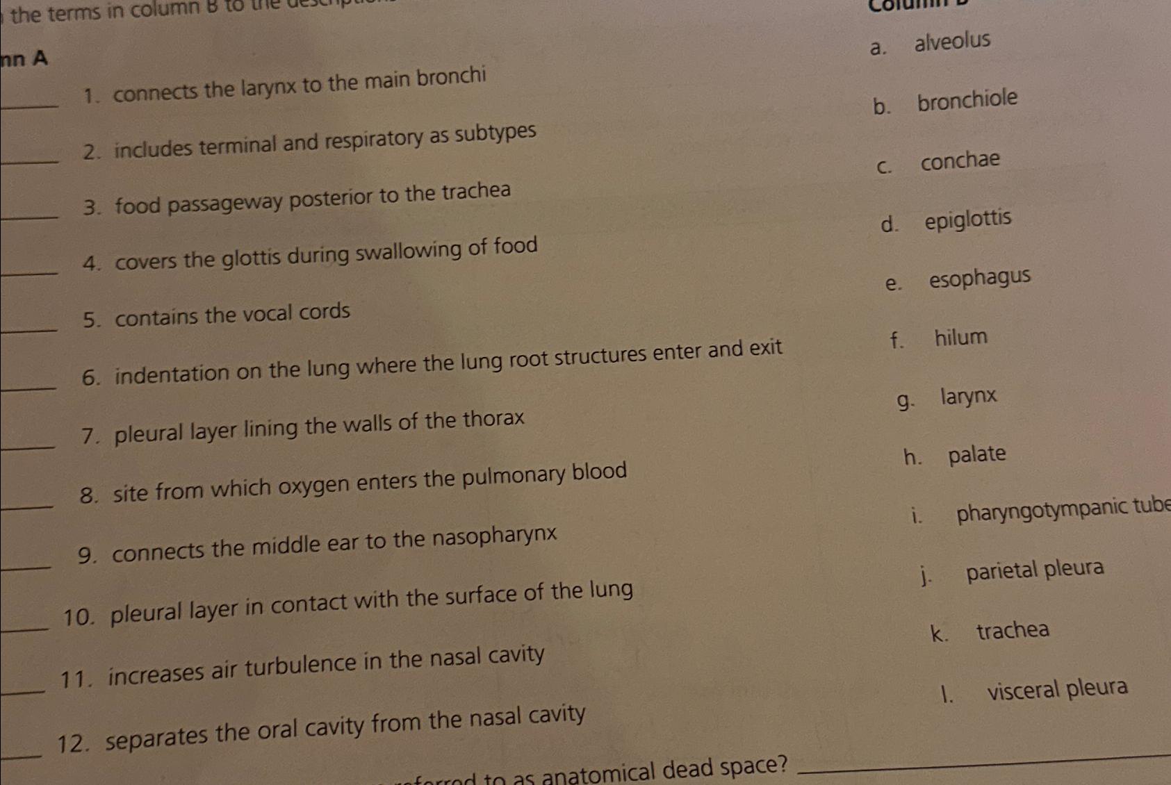 Solved connects the larynx to the main bronchia. ﻿alveolusb. | Chegg.com
