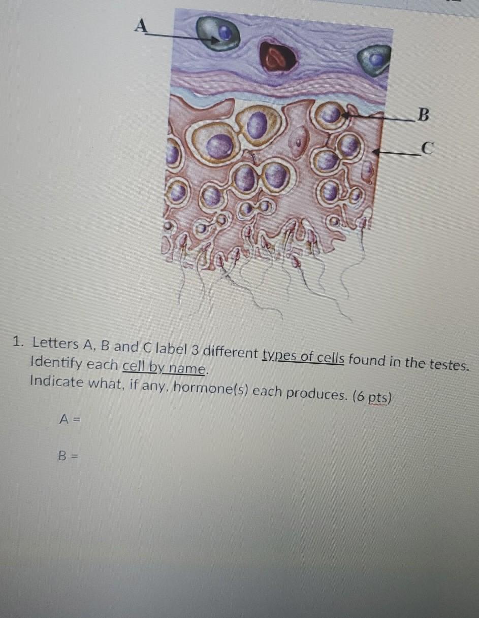 Solved B С 1. Letters A, B and C label 3 different types of | Chegg.com