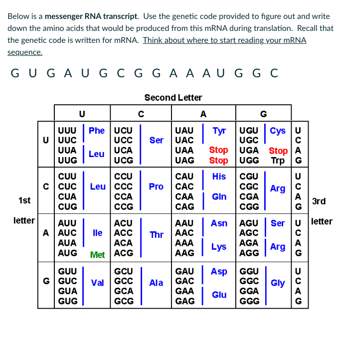 Solved Help solve. Below is a messenger RNA transcript. Use | Chegg.com