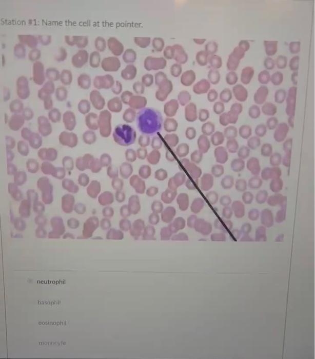 Station *1: Name the cell at the pointer. neutrophit | Chegg.com