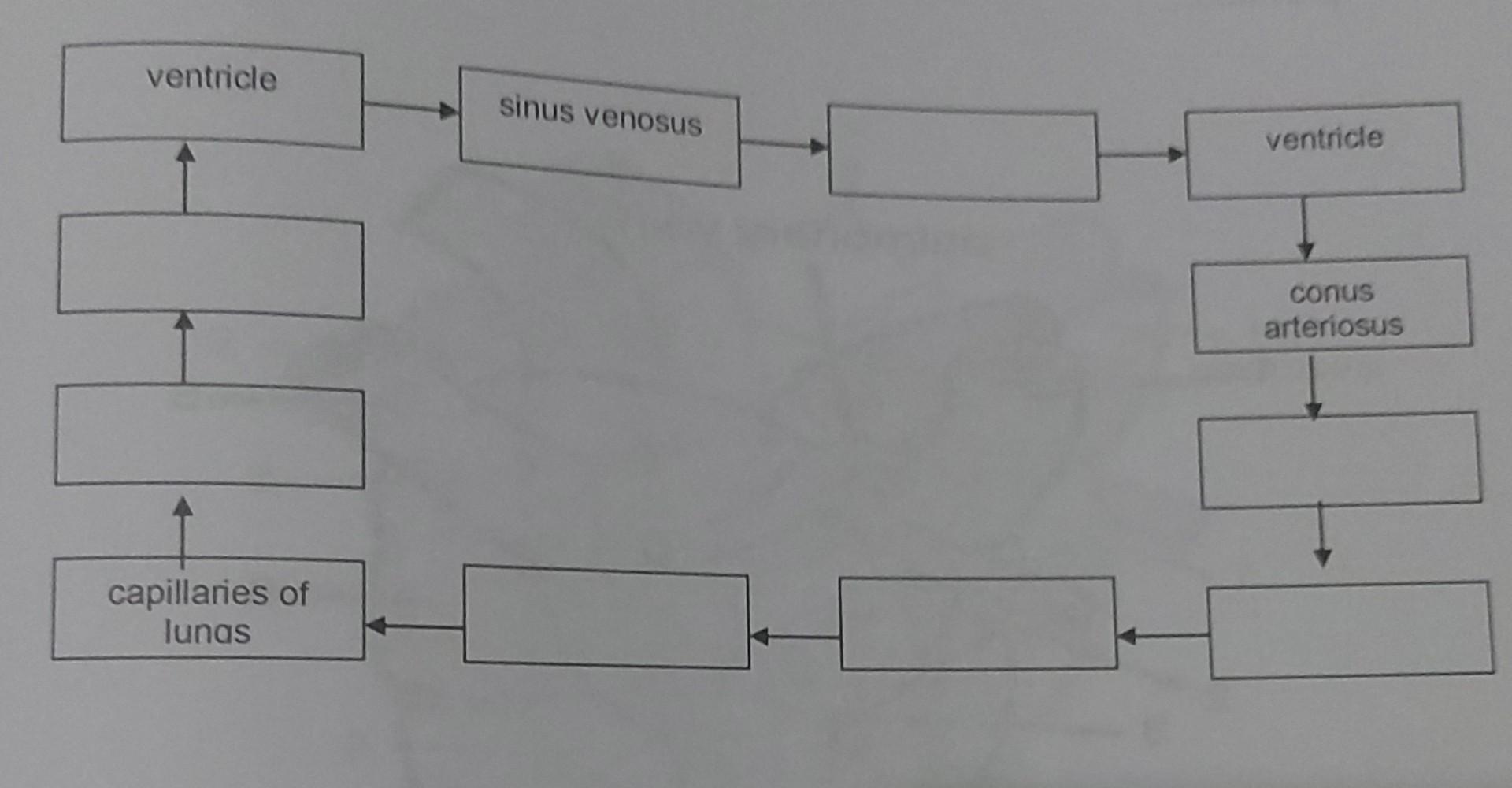 Solved trace the pathway of blood in the pulmonary | Chegg.com