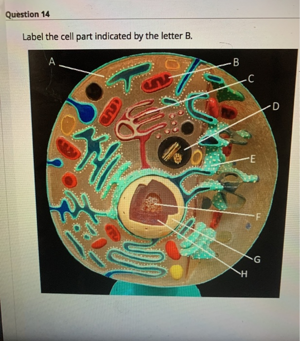 Solved Question 14 Label the cell part indicated by the | Chegg.com