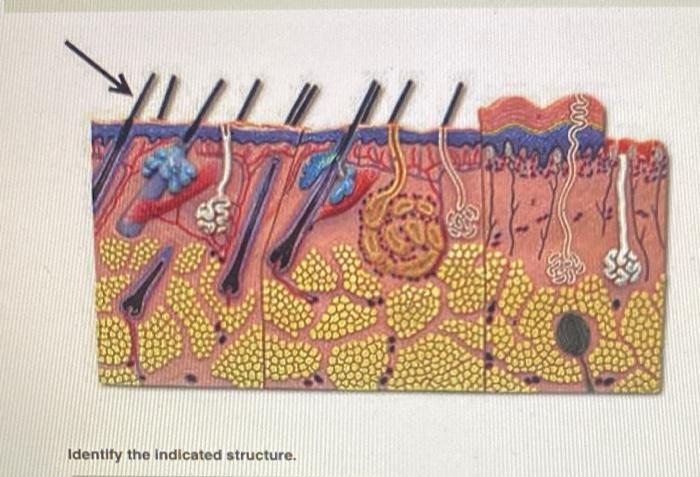 Solved Identify the indicated structure. | Chegg.com