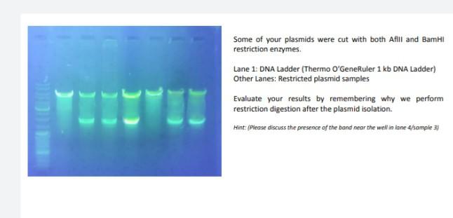 Solved in the gene cloning experiment the spast gene is | Chegg.com