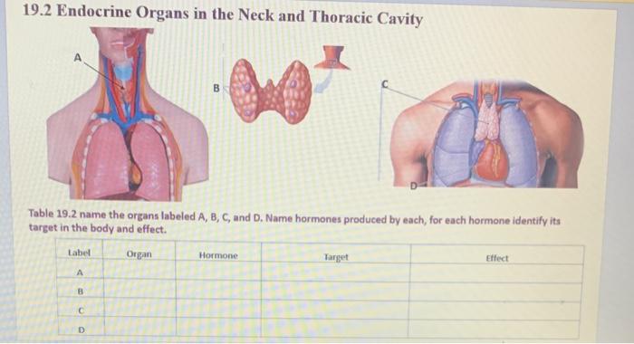 Solved 19.2 Endocrine Organs in the Neck and Thoracic Cavity | Chegg.com