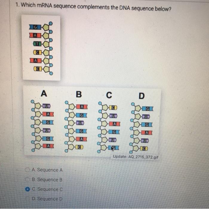 Solved 1. Which mRNA sequence complements the DNA sequence | Chegg.com