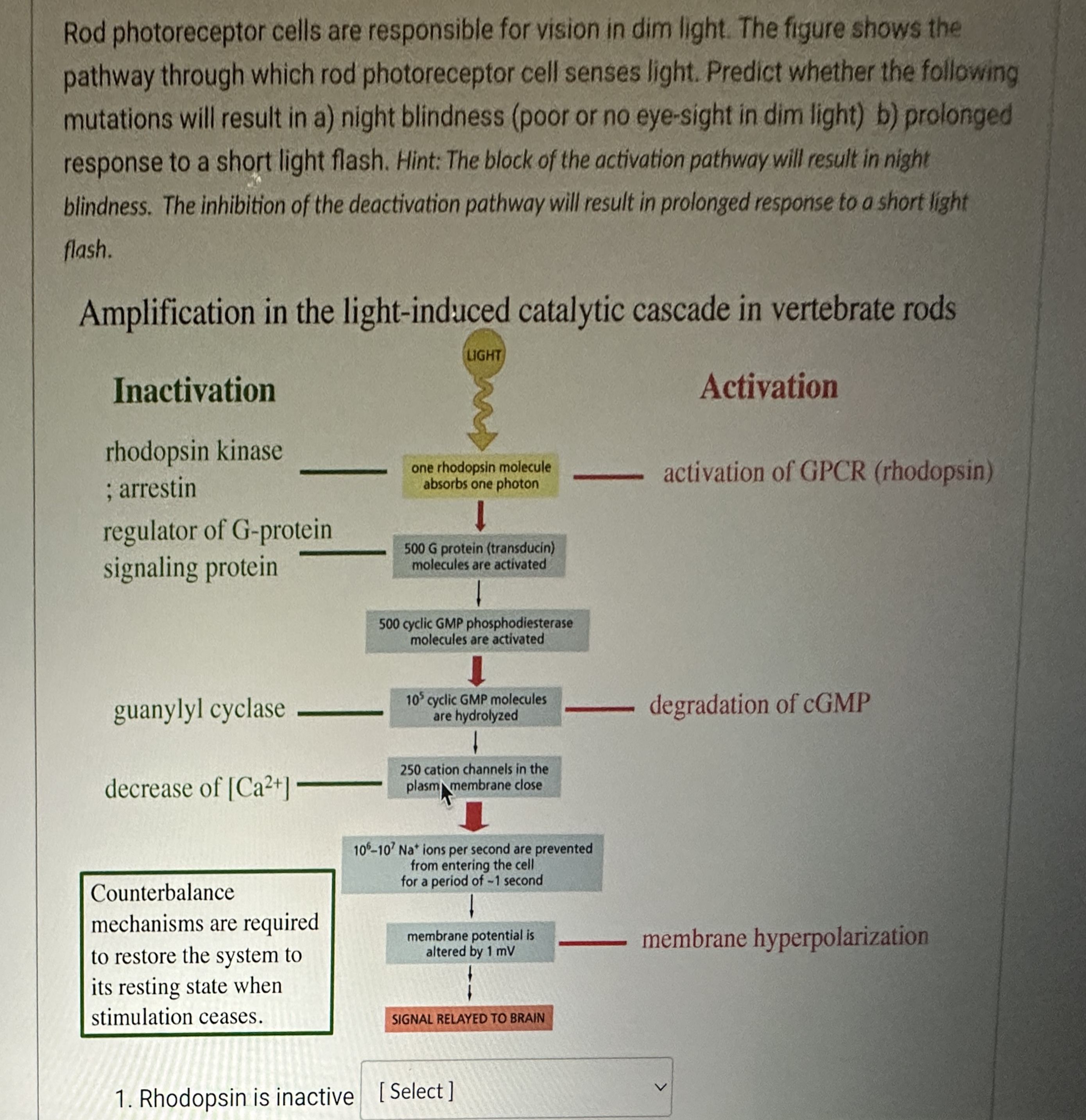 Solved Rod photoreceptor cells are responsible for vision in | Chegg.com