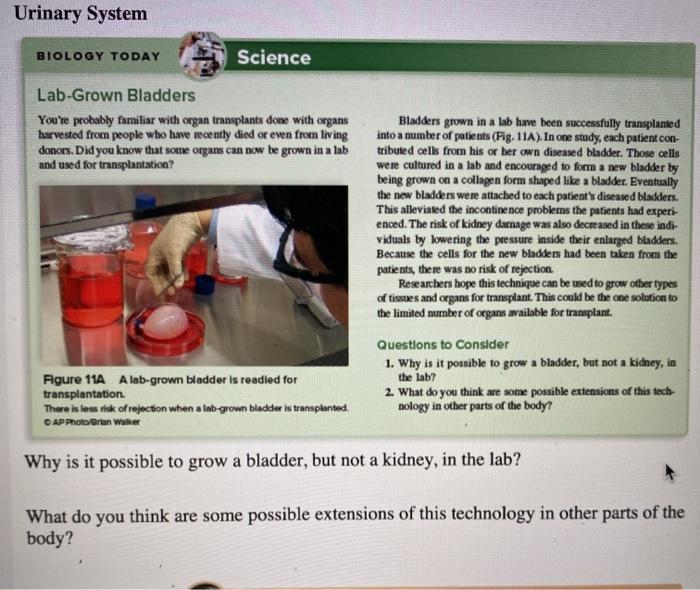 Solved Urinary System BIOLOGY TODAY Science Lab-Grown | Chegg.com