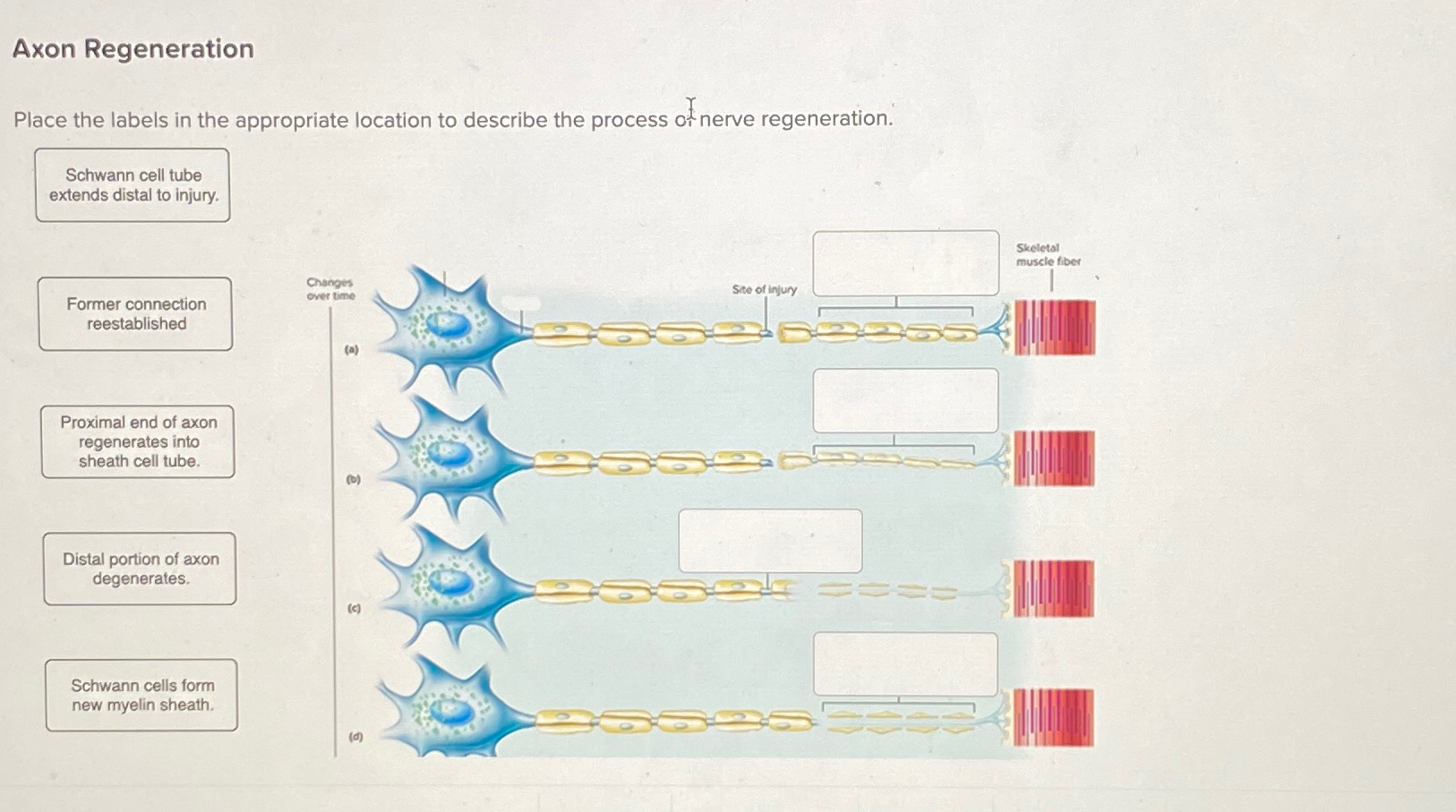 Solved Axon RegenerationPlace the labels in the appropriate | Chegg.com
