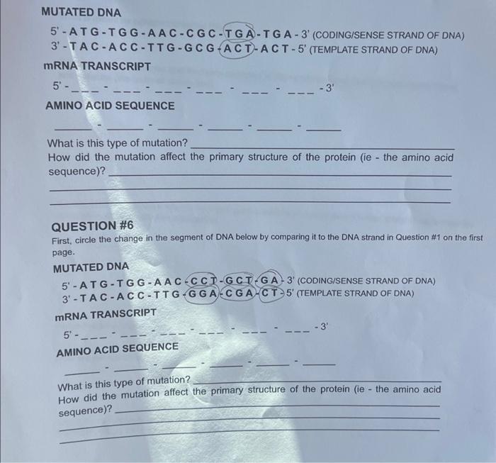 Solved MUTATED DNA 5' - A T G - T G G - A A C - C G C - T G | Chegg.com