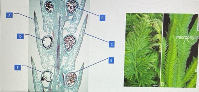 Solved B D microphylls F B What is being produced in the | Chegg.com