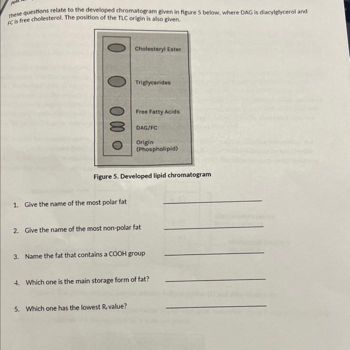 Solved how your experimental data in the representative TLC | Chegg.com