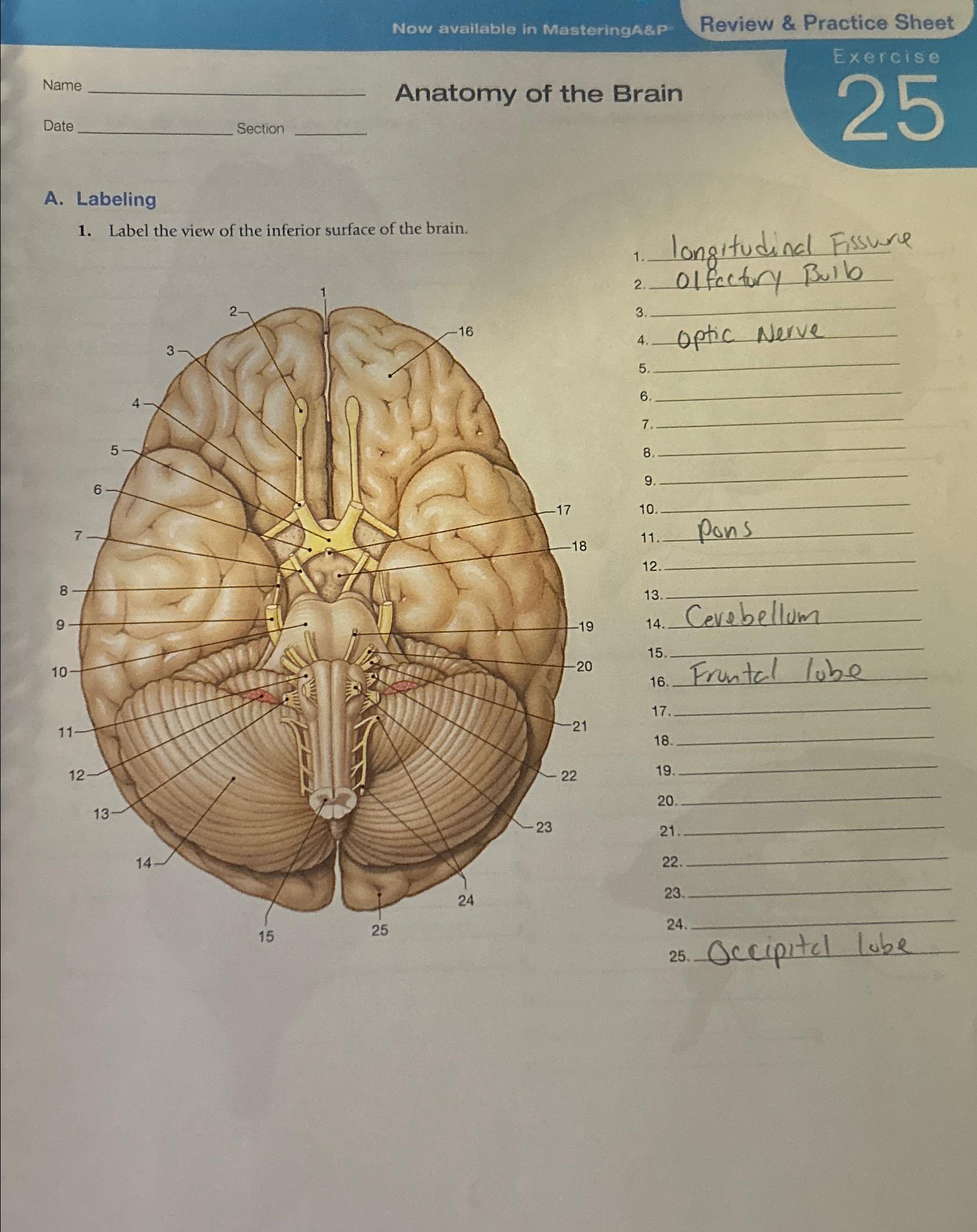 Solved Now available in MasteringA &P:Review & Practice | Chegg.com