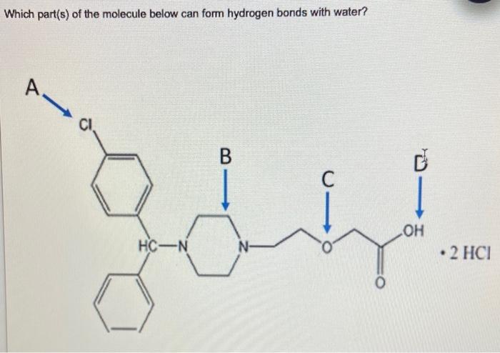 [Solved]: which parts (A,B,C,D) of the molecule below can fo