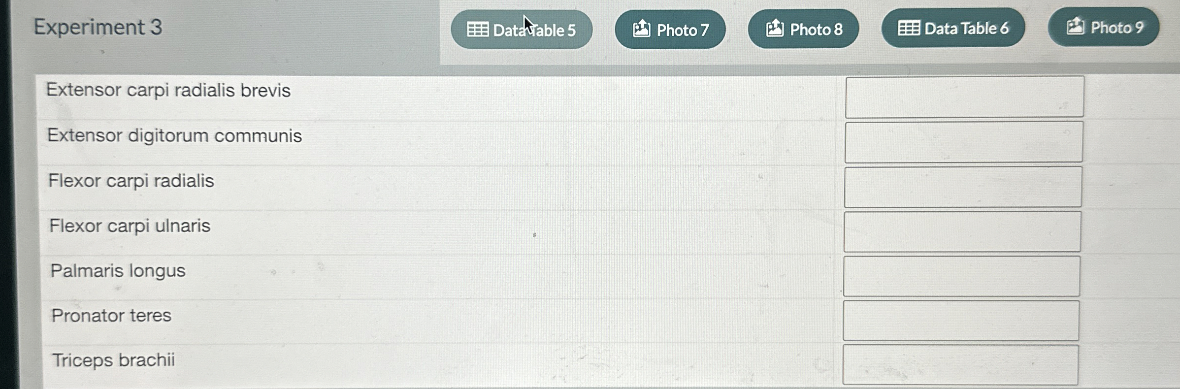 Solved Extensor carpi radialis brevisExtensor digitorum | Chegg.com