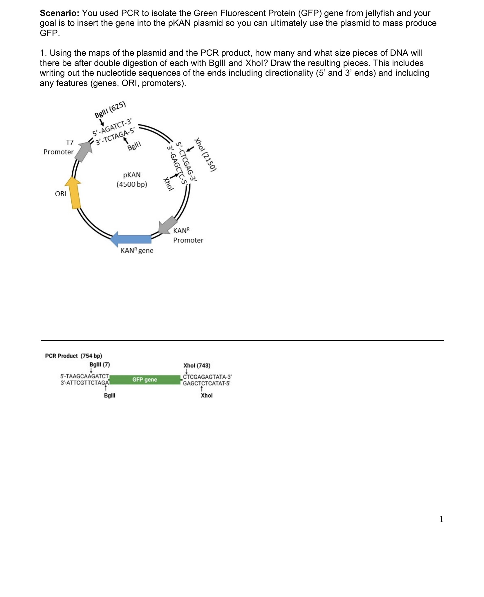 Solved Using the maps of the plasmid and the PCR product, | Chegg.com