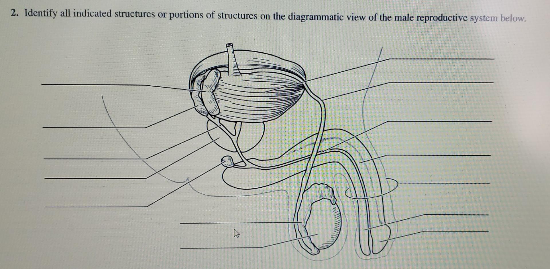 Solved 2. Identify all indicated structures or portions of | Chegg.com Solved 2. Identify all indicated structures or portions of | Chegg.com
