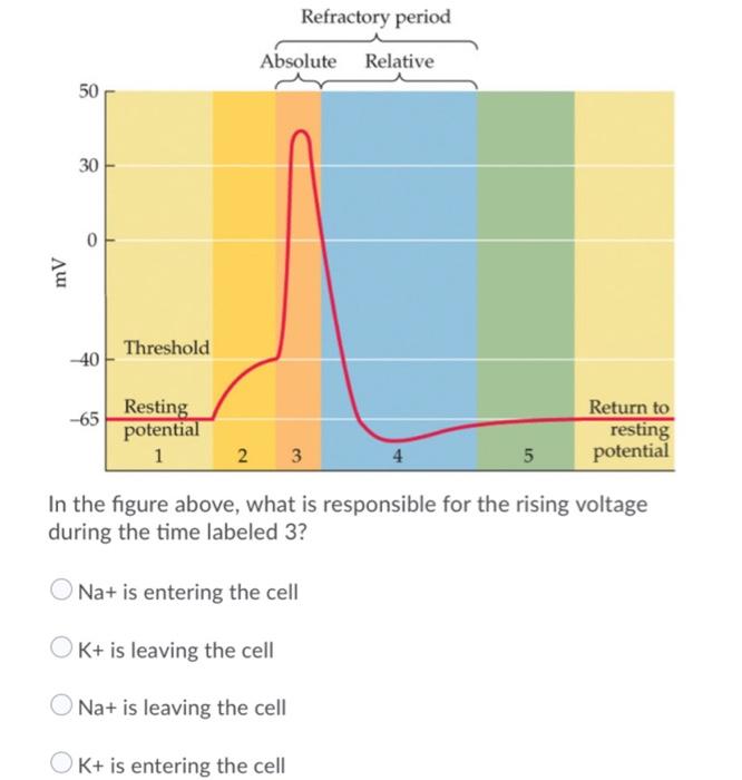 Solved Refractory period Absolute Relative 50 30 0 mV | Chegg.com