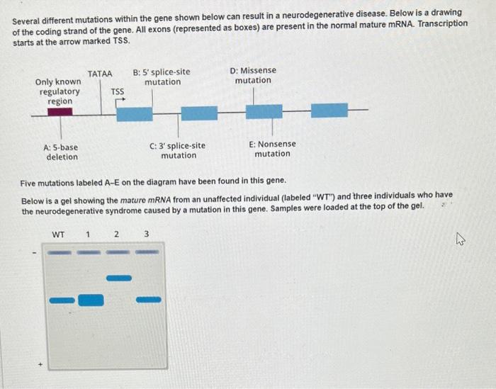 Solved Several different mutations within the gene shown | Chegg.com