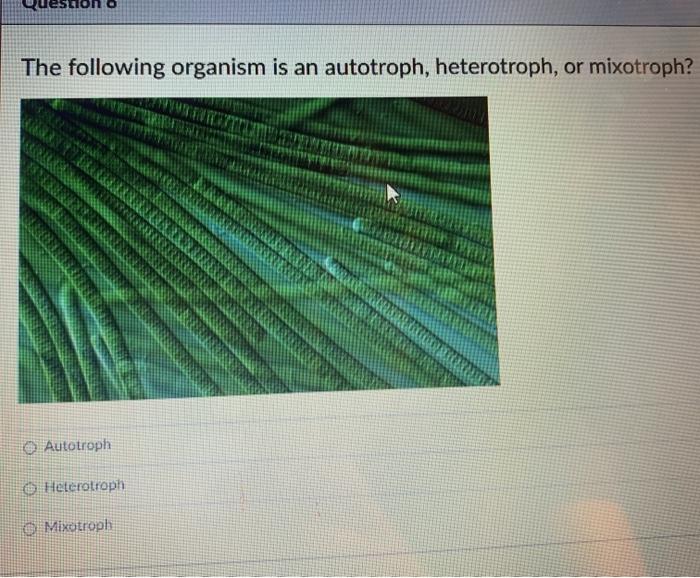 Solved The following organism is an autotroph, heterotroph, | Chegg.com