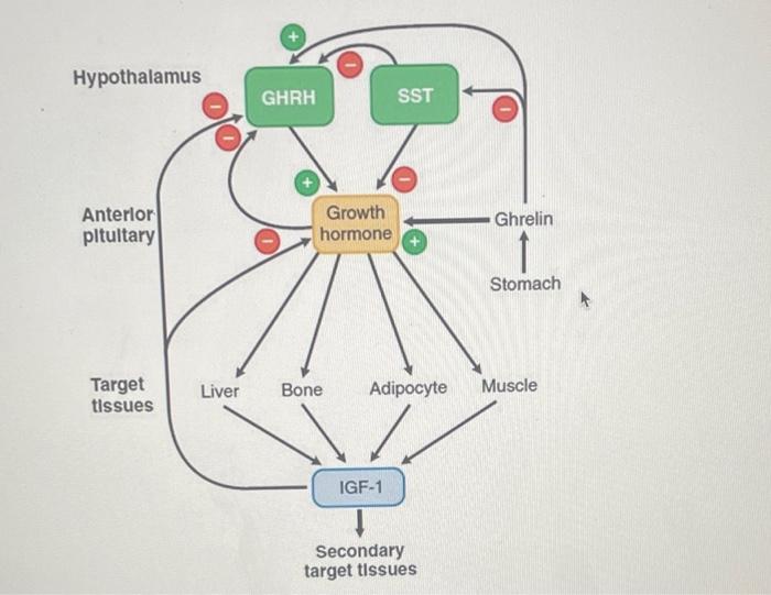 Solved Hypothalamus Stomach Target tissues IGF-1 Secondary | Chegg.com