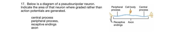Solved Peripheral Cell body process Central process 17. | Chegg.com